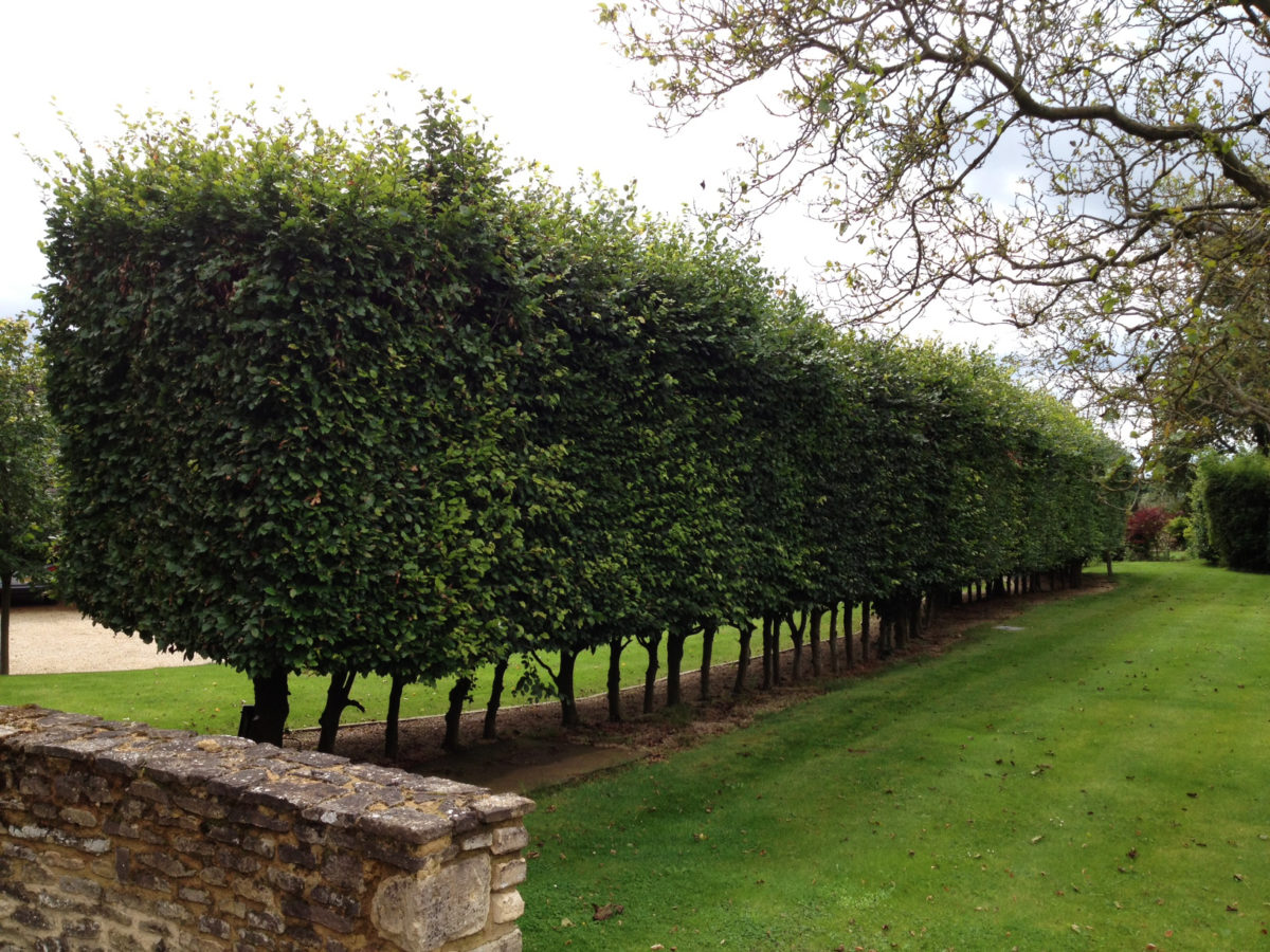Hedge Trimming and Restoration | Tree Maintenance Ltd