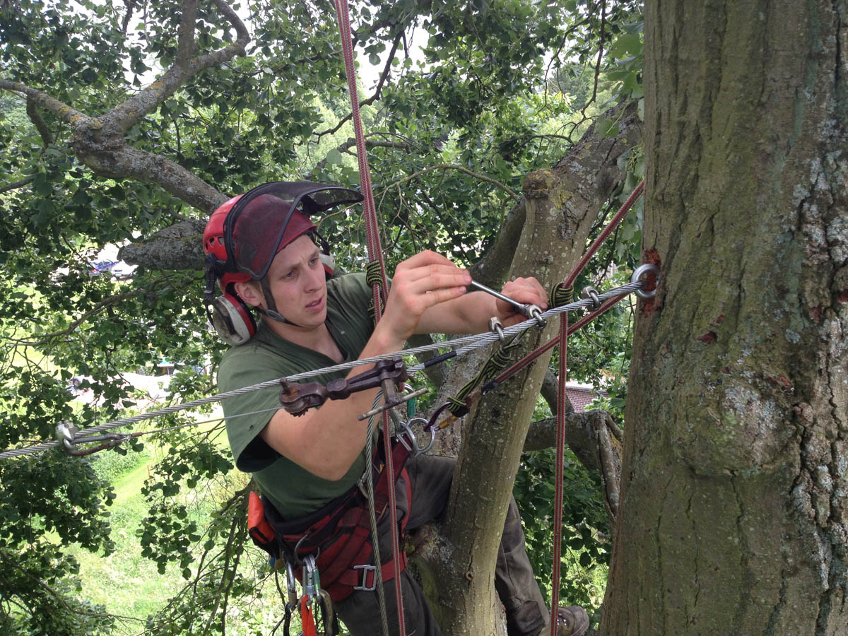 Tree Surgeons Pricing Guide - Tree Maintenance Ltd.