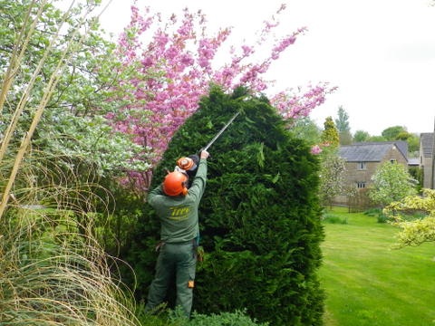 Why use a Tree Surgeon? | Tree Maintenance Ltd
