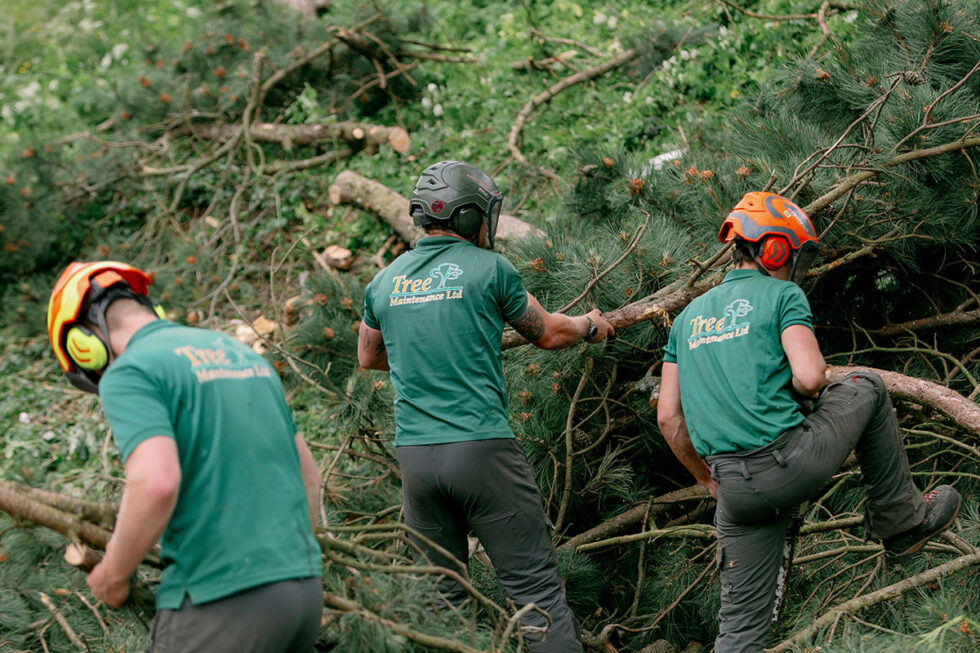 Tree Maintenance Ltd. - Tree Maintenance Ltd.
