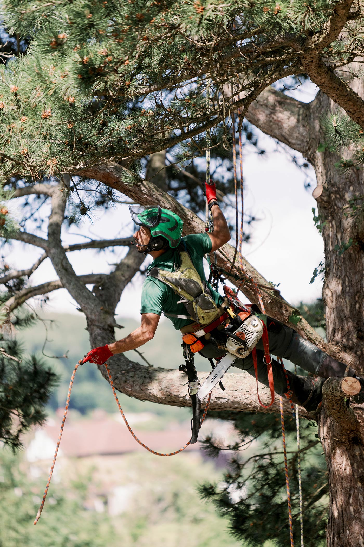 Commercial Tree Services - Tree Maintenance Ltd.
