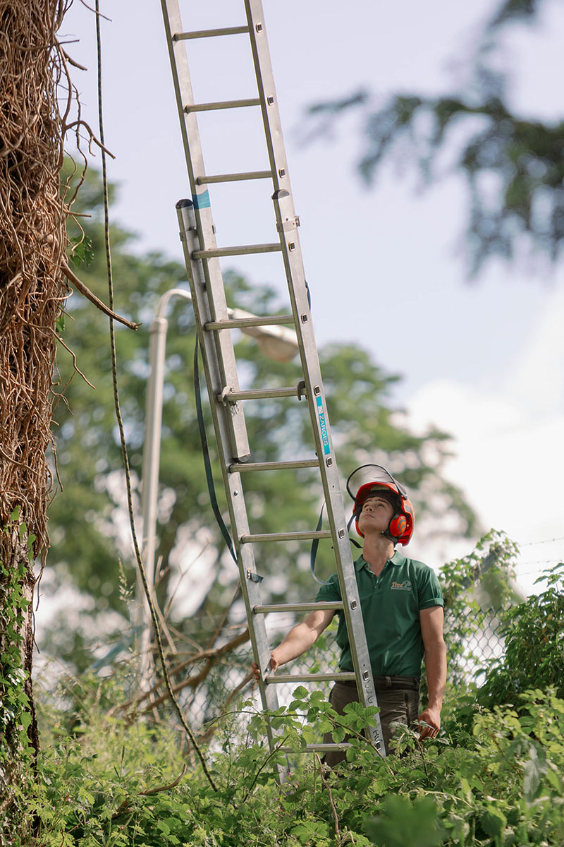 Domestic Tree Services - Tree Maintenance Ltd.