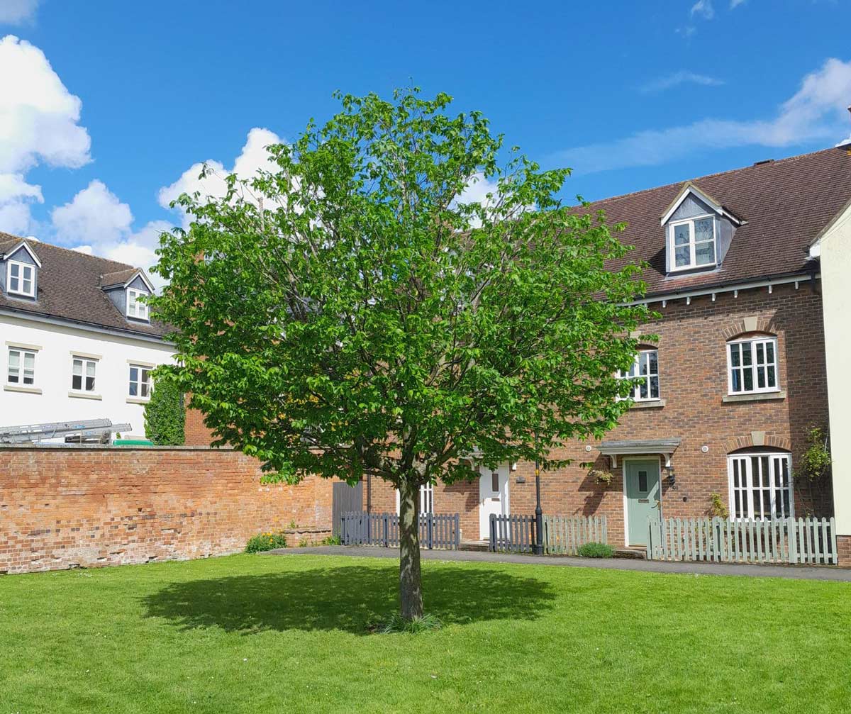 Domestic Tree Services - Tree Maintenance Ltd.