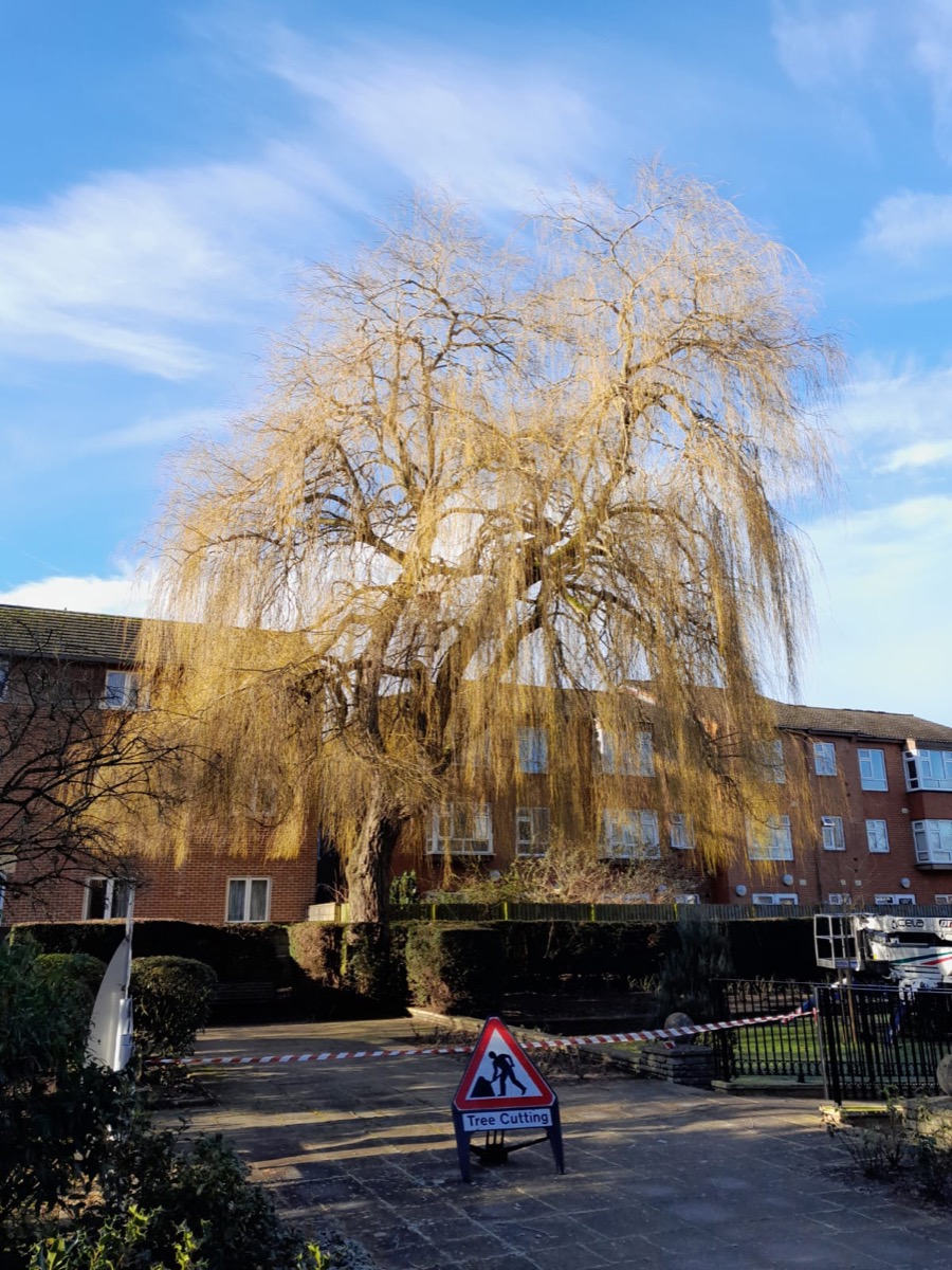 Tree Canopy or Crown Reduction | Tree Maintenance Ltd