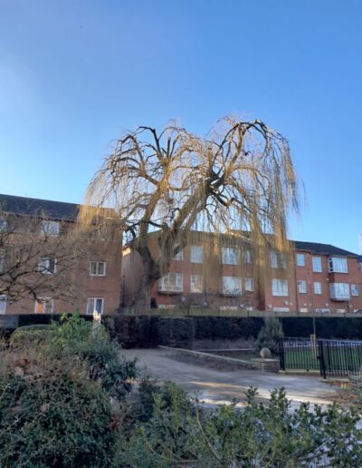 Tree Canopy or Crown Reduction | Tree Maintenance Ltd