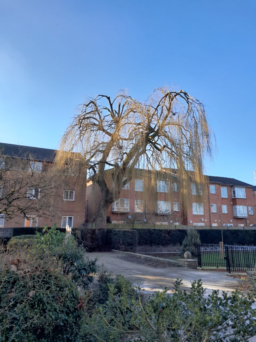 Tree Canopy or Crown Reduction | Tree Maintenance Ltd