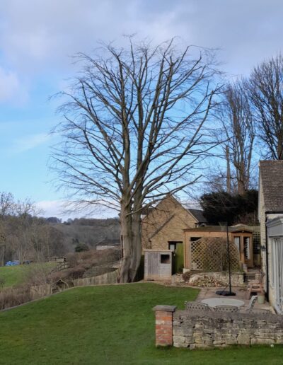 Tree Canopy or Crown Reduction | Tree Maintenance Ltd